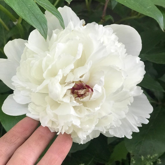 White Peony Flower Essence // an Essence for Unfolding Into - Etsy