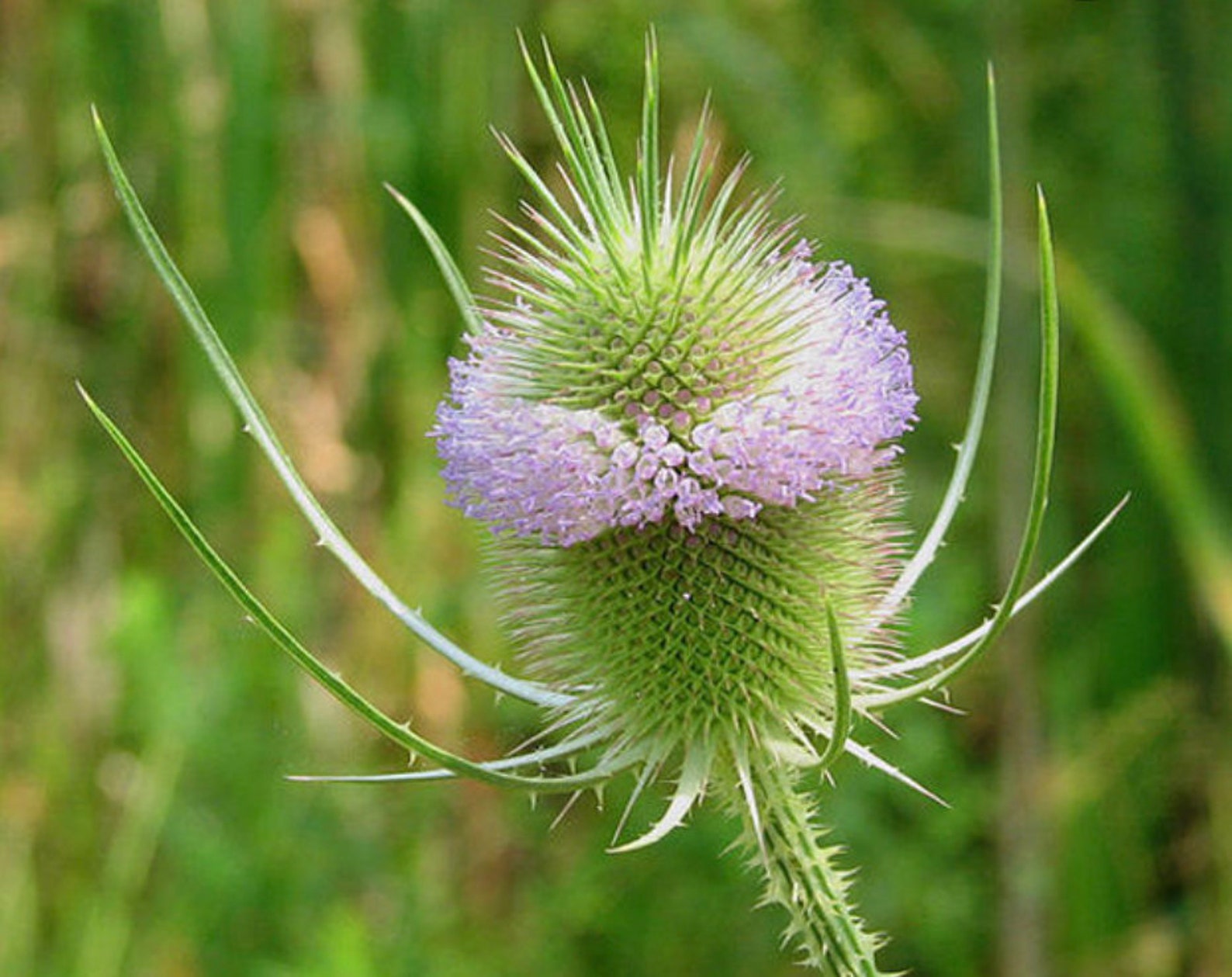 Teasel Flower Essence //A True Ally for the Microbiome & for the ...