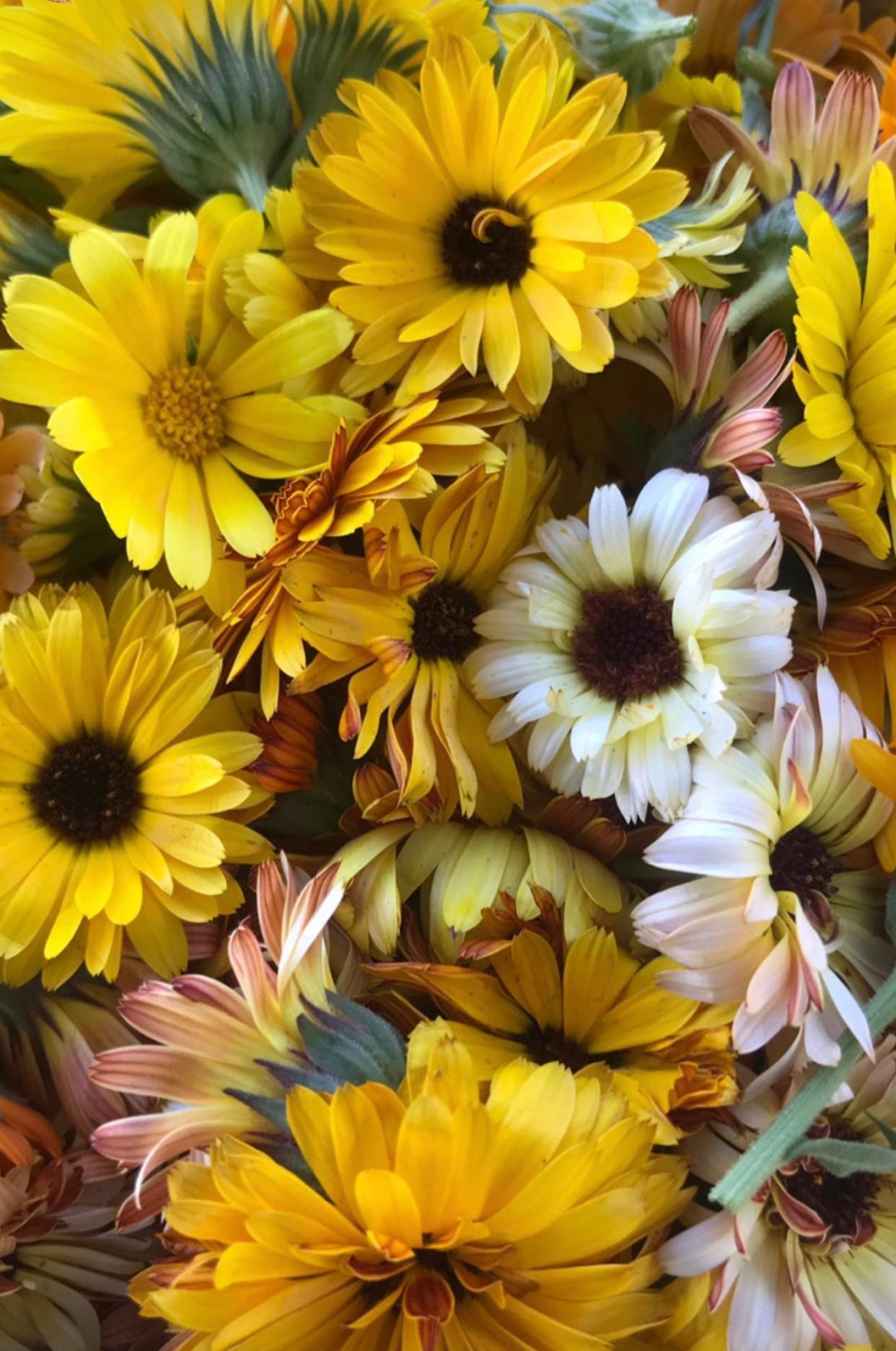 Calendula & Spider Essence //A Healing Balm of an Essence - Etsy Denmark