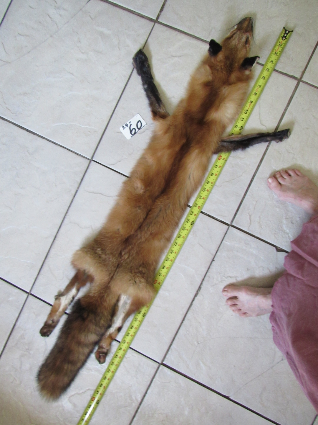 Tanned Red Fox Pelt With Feet Animal Hide Claws, Winter Fur Good ...
