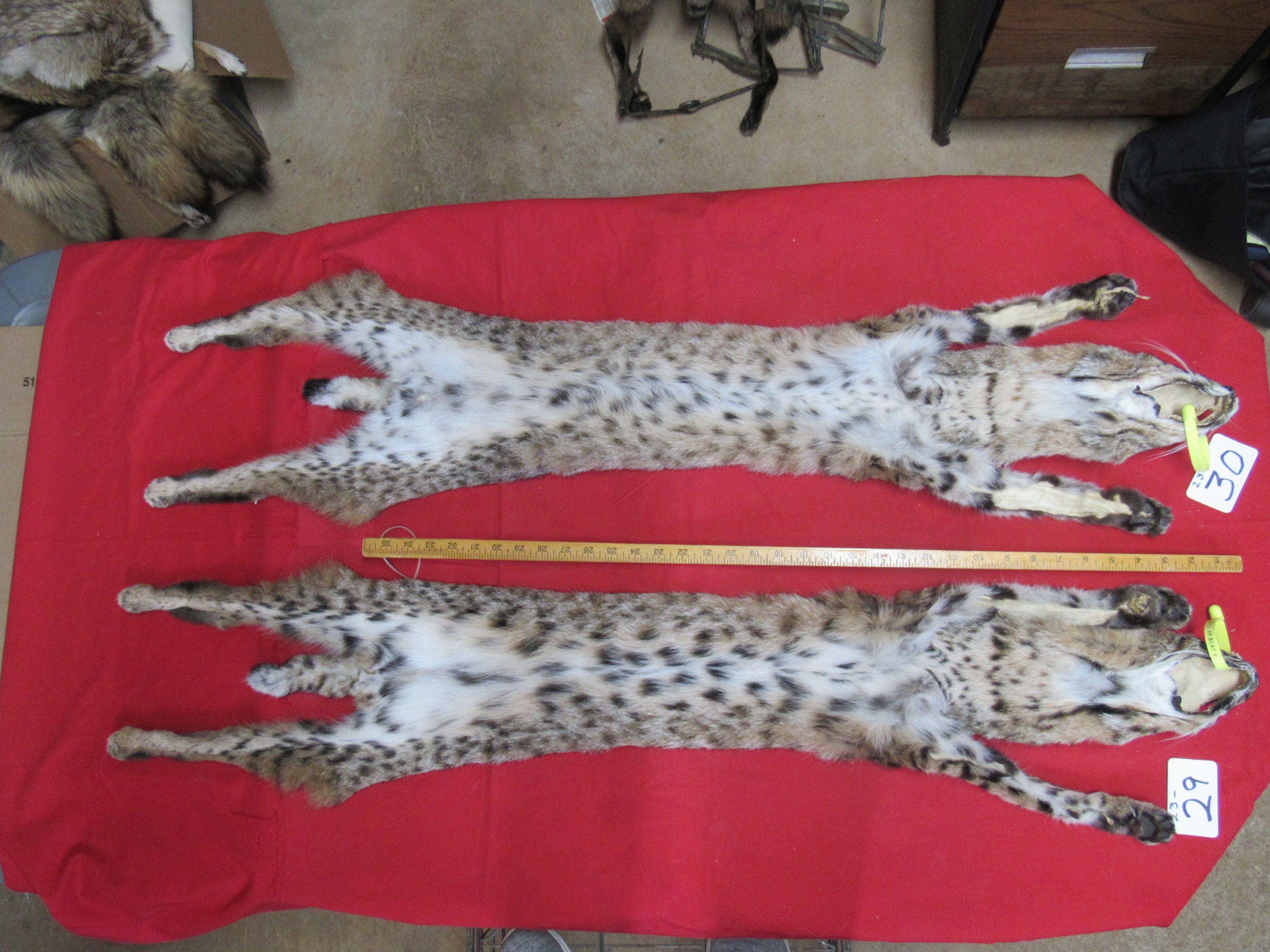 Skinning Bobcat For Selling Hides