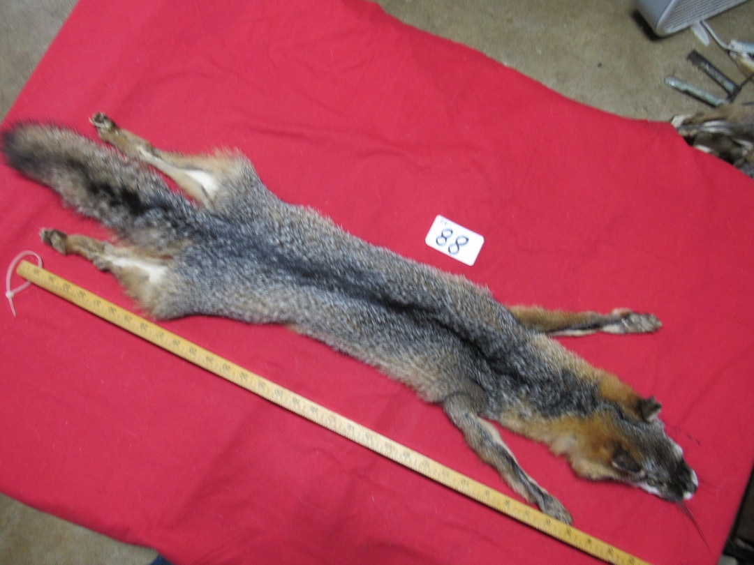 Tanned Grey Fox With Feet Claws Animal Hide Winter Fur Good Leather - Etsy
