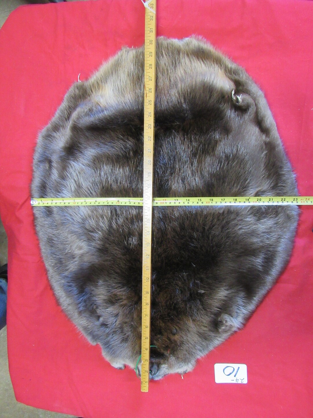Professionally Tanned Beaver Pelt Winter Fur Animal Hide Skin Good ...
