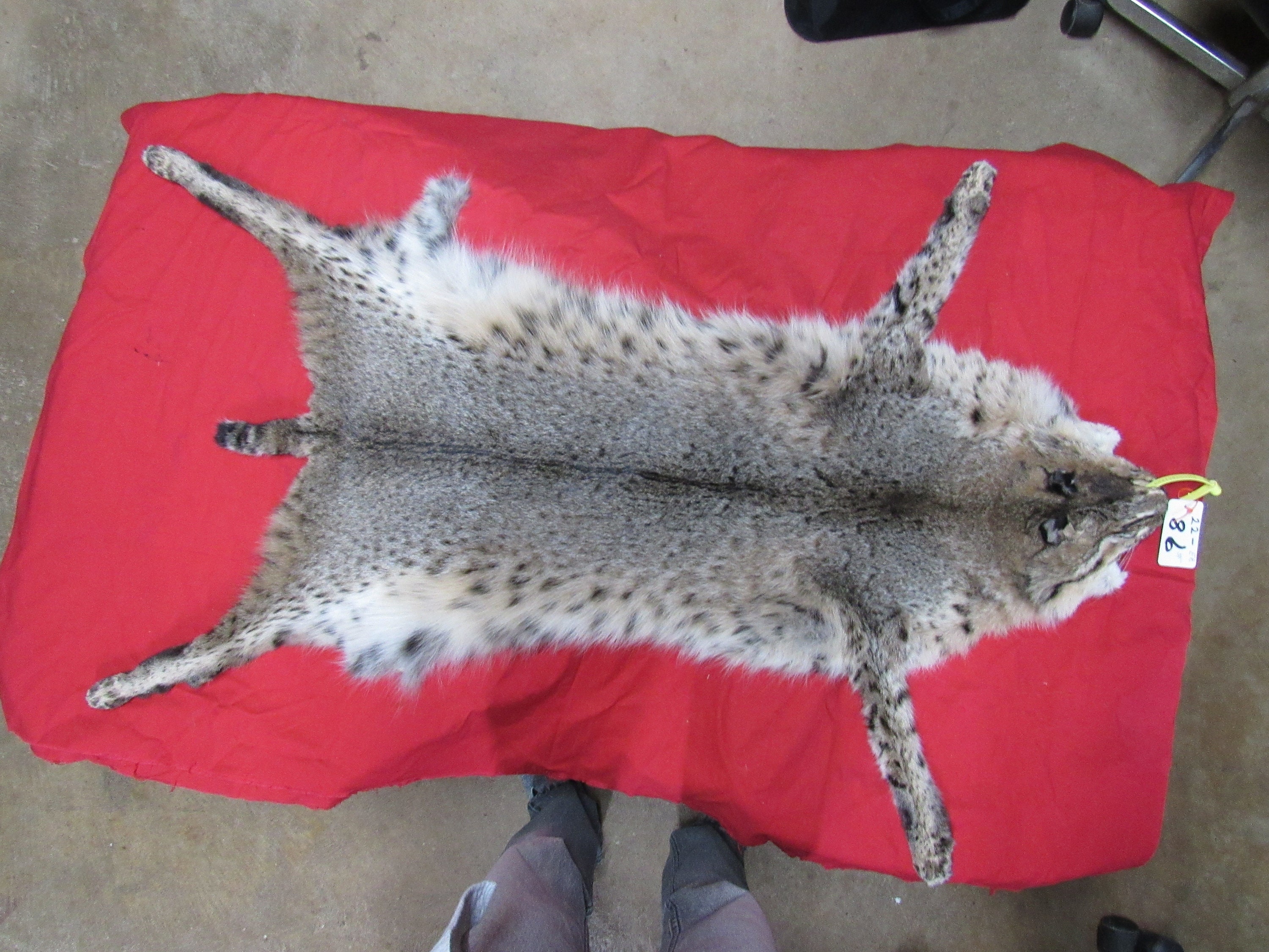 Got an interesting vintage pelt awhile back. I thought he was cute so I ...