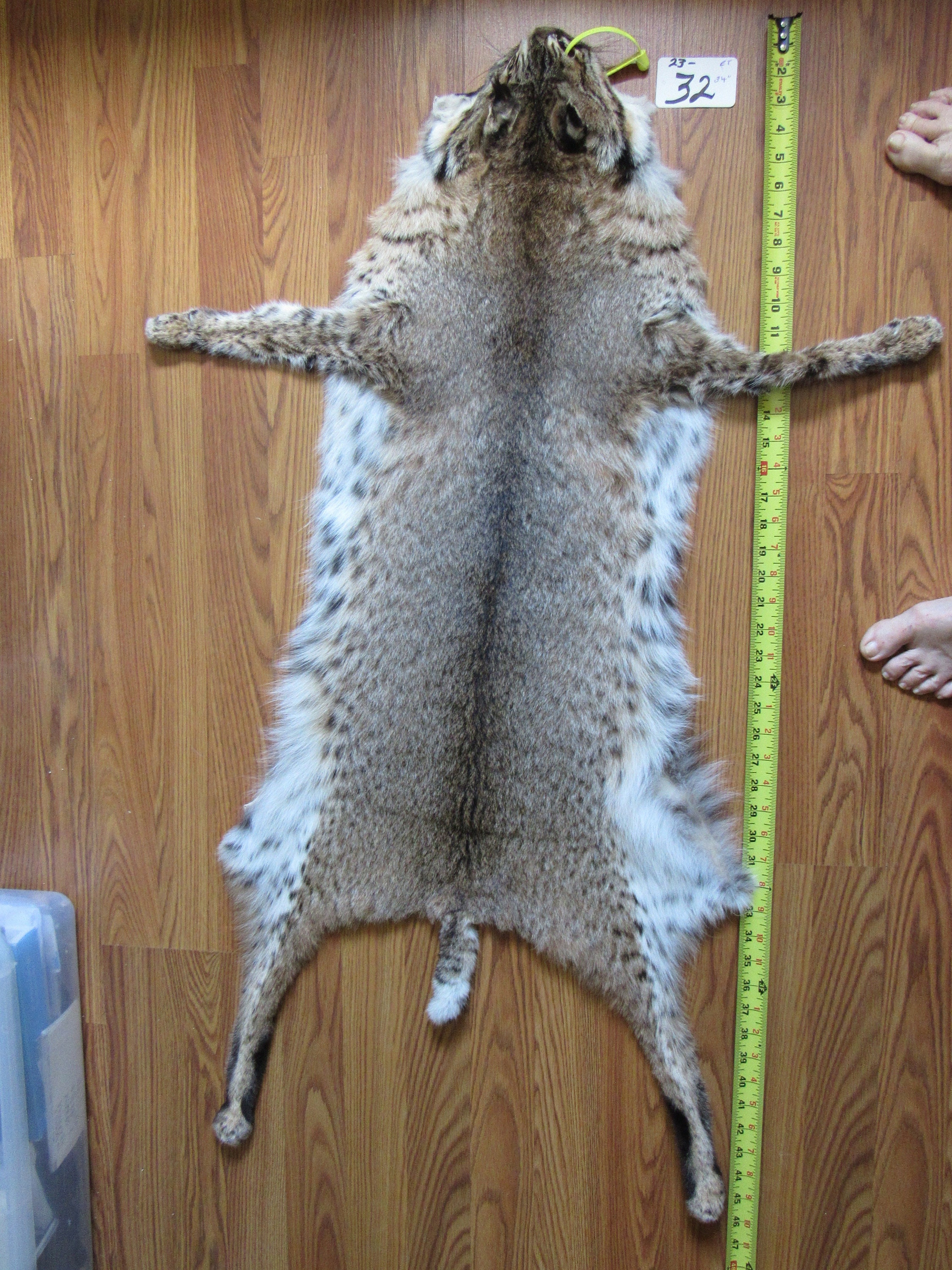 Skinning Bobcat For Selling Hides