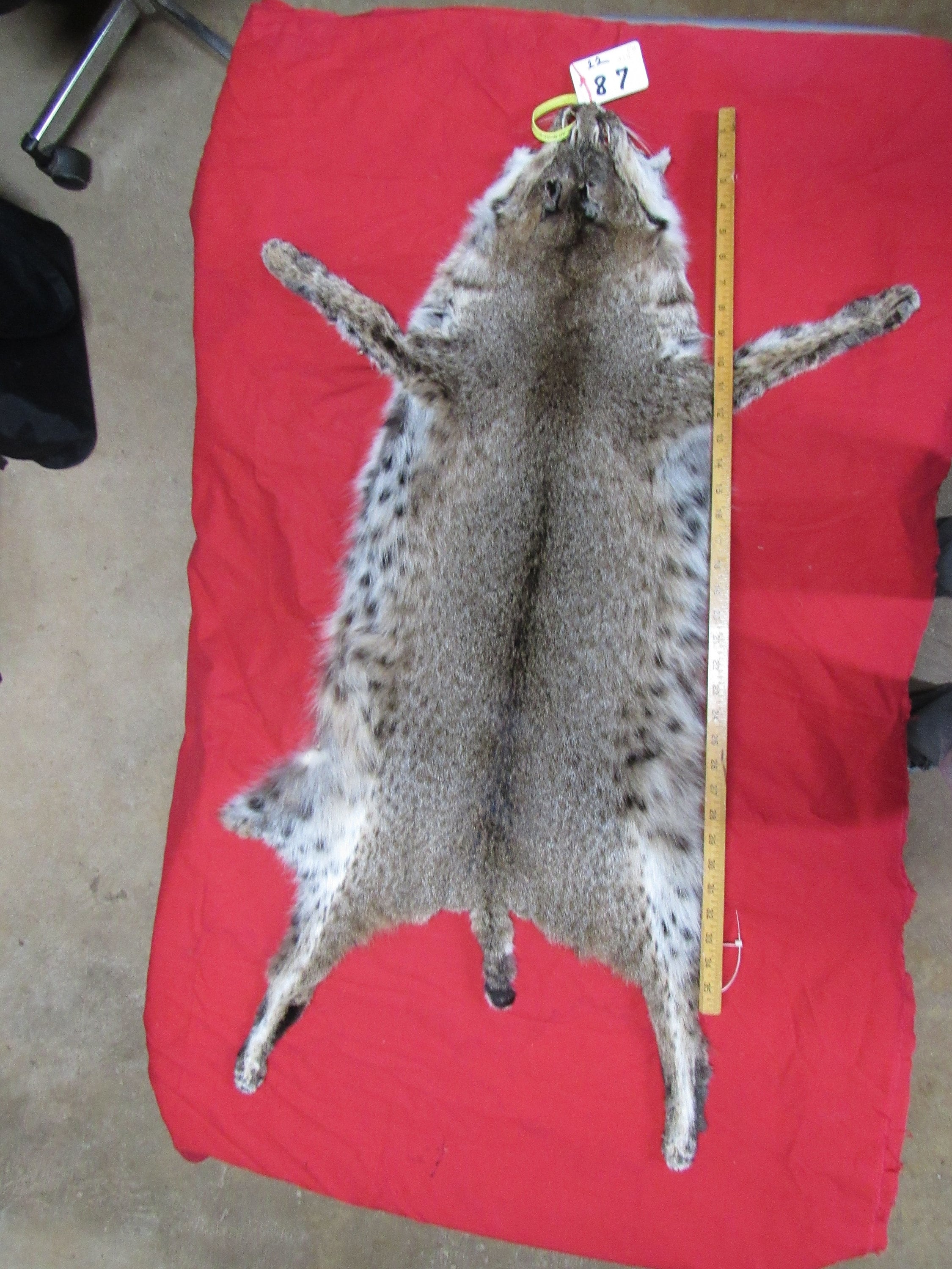 Bobcat Pelt