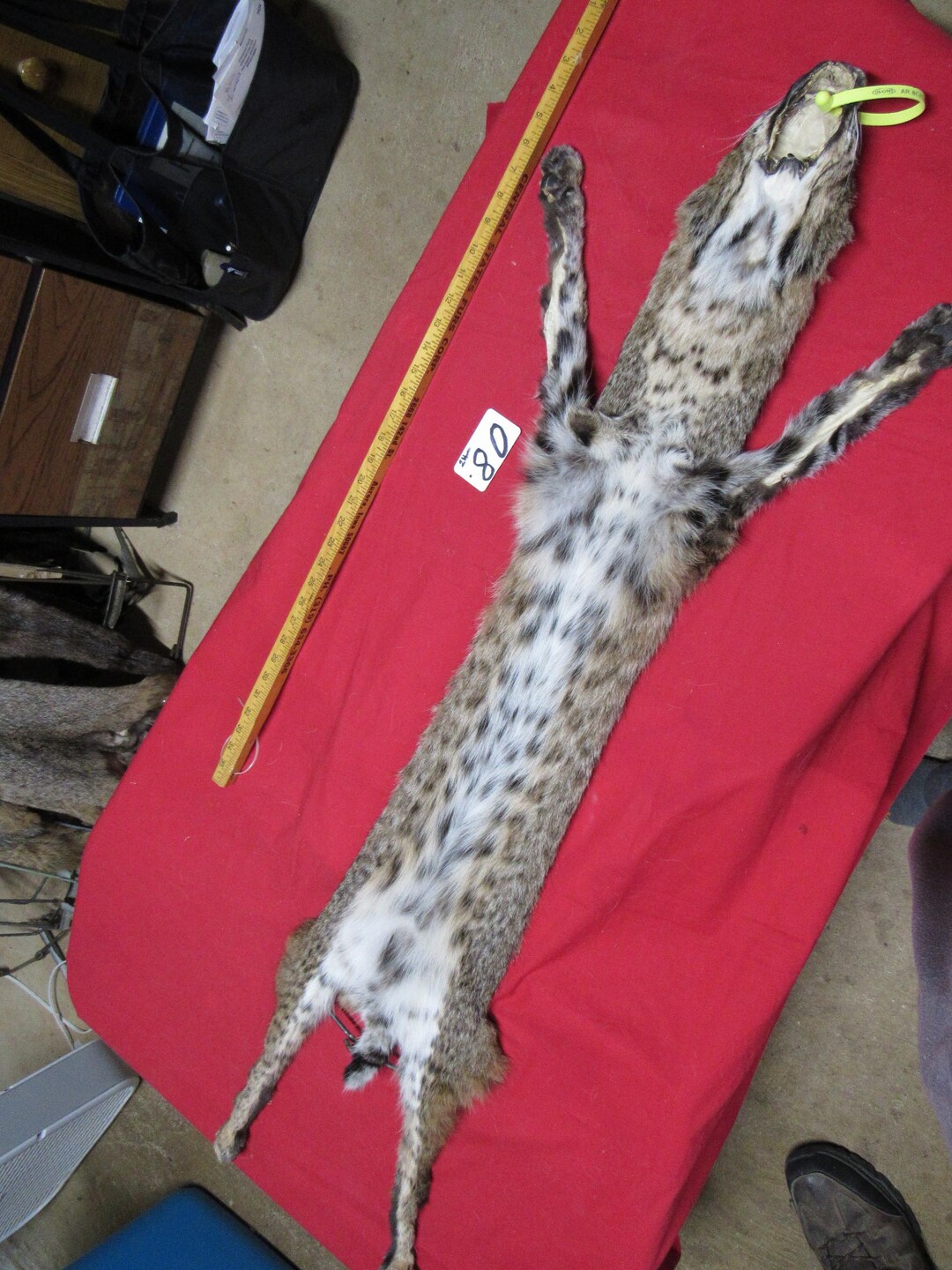 Tanned Bobcat Pelt With Feet, Claws,winter Animal Hide, Good Leather ...
