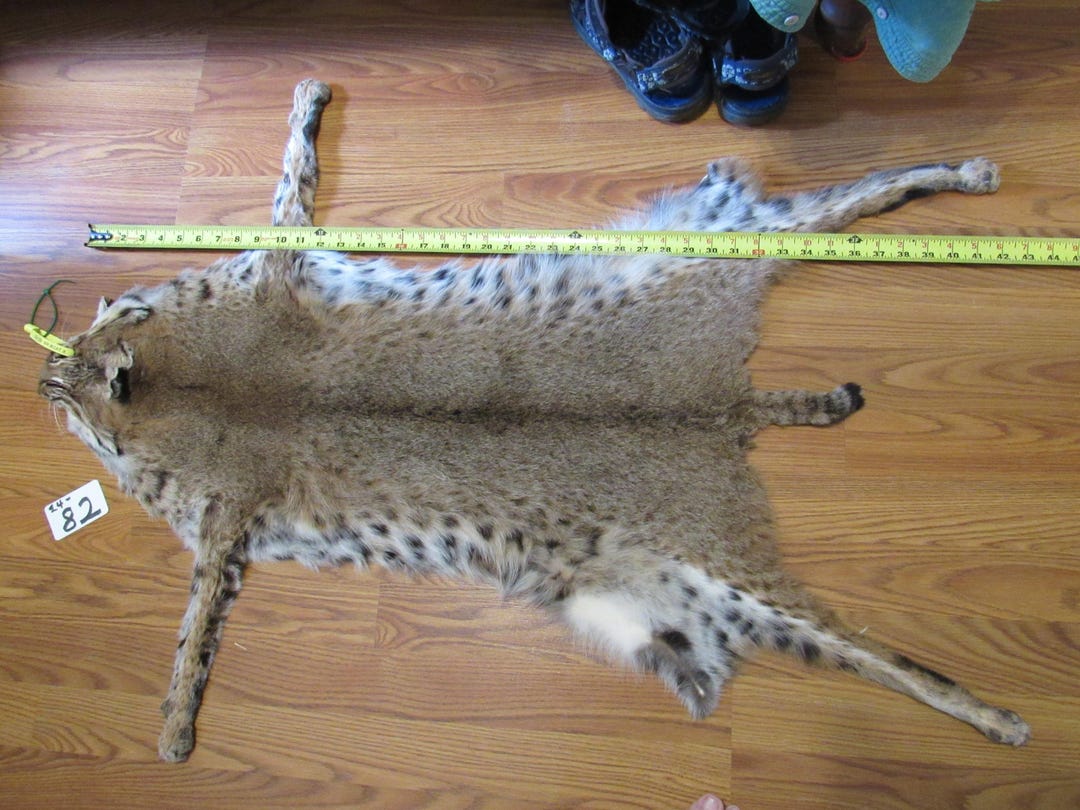 Professionally Tanned Bobcat Pelt Open With Feet, Claws Animal Skin ...