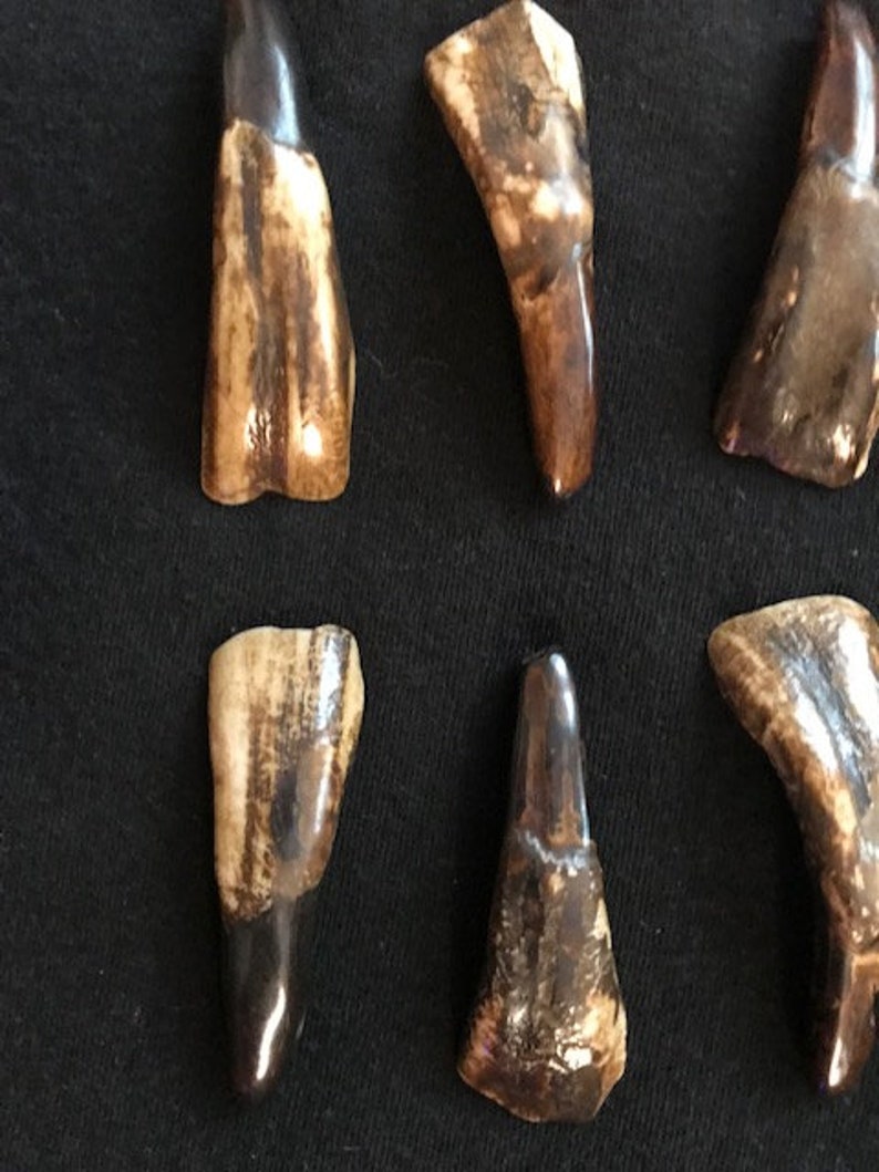 AUTHENTIC Cleaned and Polished BUFFALO TEETH Set 0f 10. Free Shipping ...