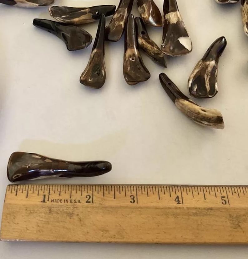 AUTHENTIC Cleaned and Polished BUFFALO TEETH Set 0f 10. Free Shipping ...