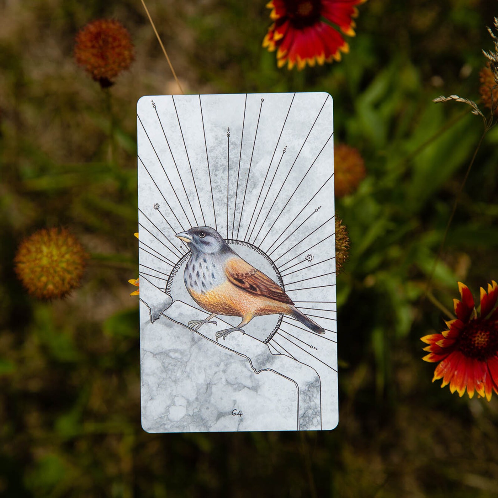 Birds Oracle Deck 2 - Etsy Australia