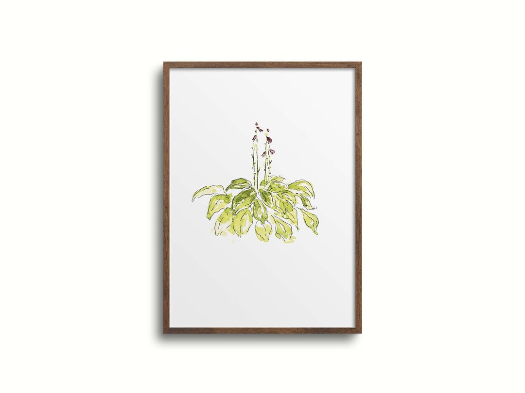 Hosta Watercolor and Ink Art Print. Available in Two Sizes. - Etsy