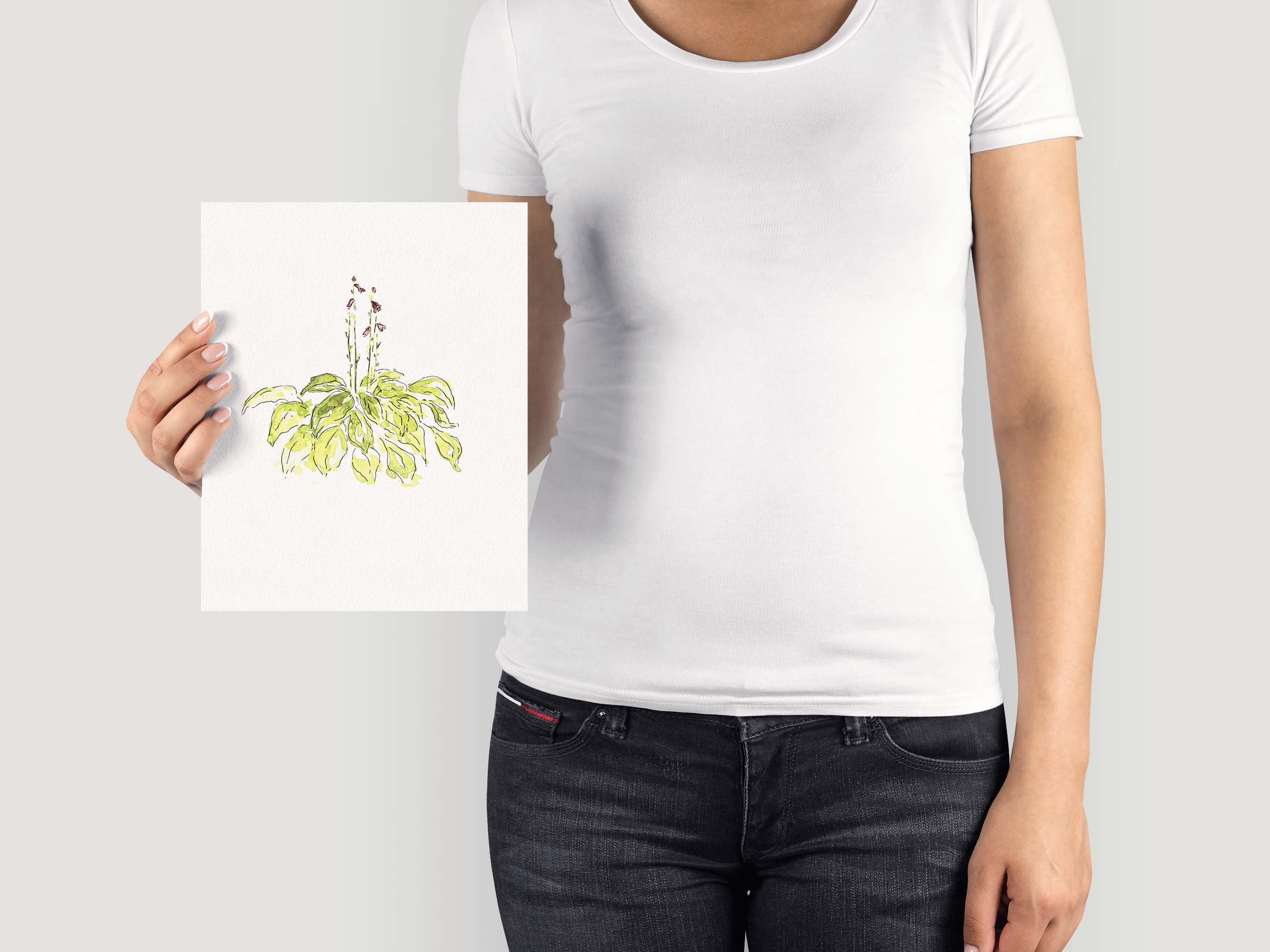 Hosta Watercolor and Ink Art Print. Available in Two Sizes. - Etsy