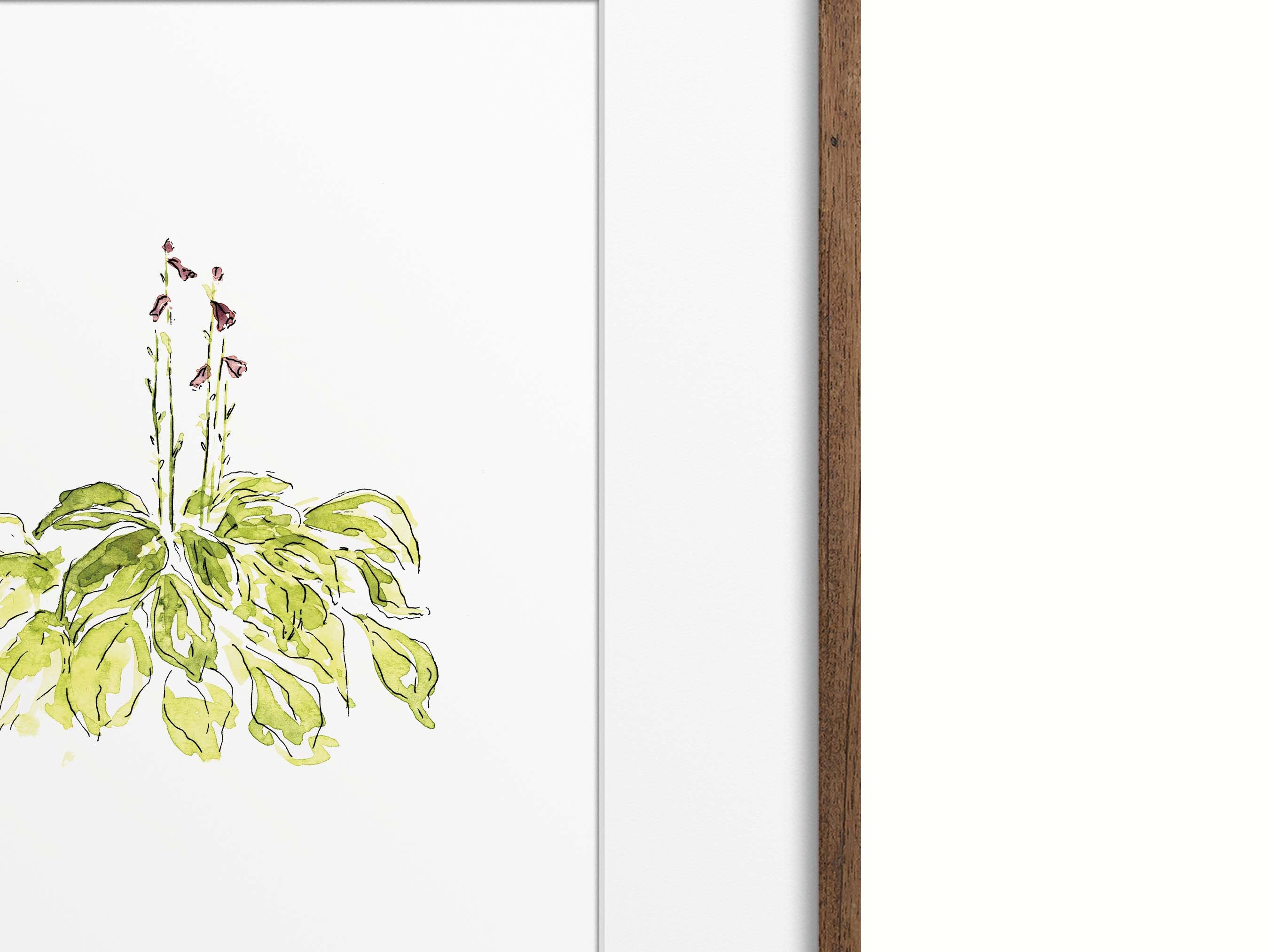 Hosta Watercolor and Ink Art Print. Available in Two Sizes. - Etsy