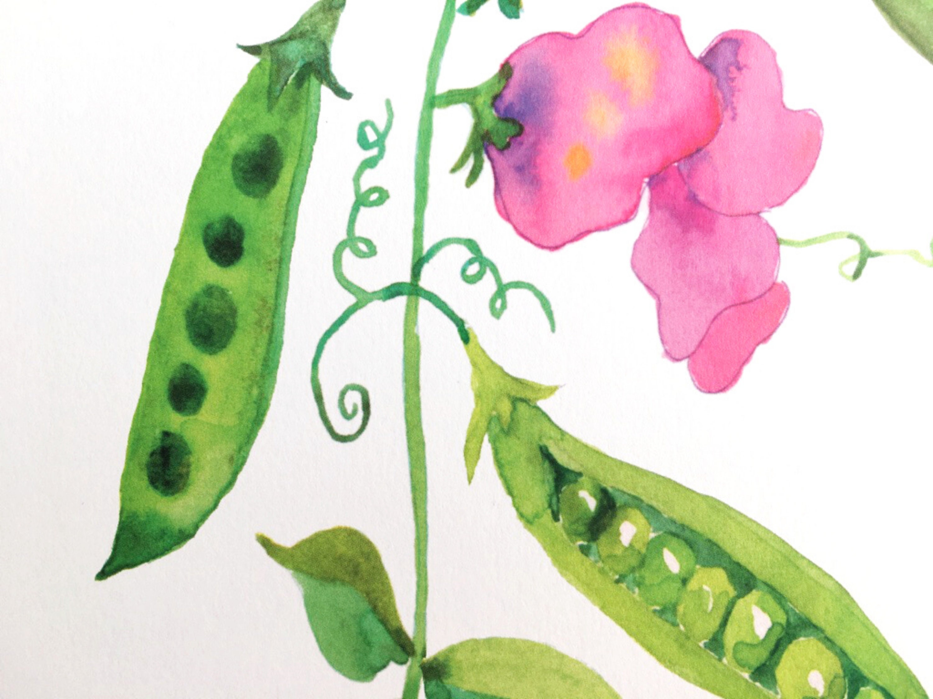Green Peas Plant Drawing