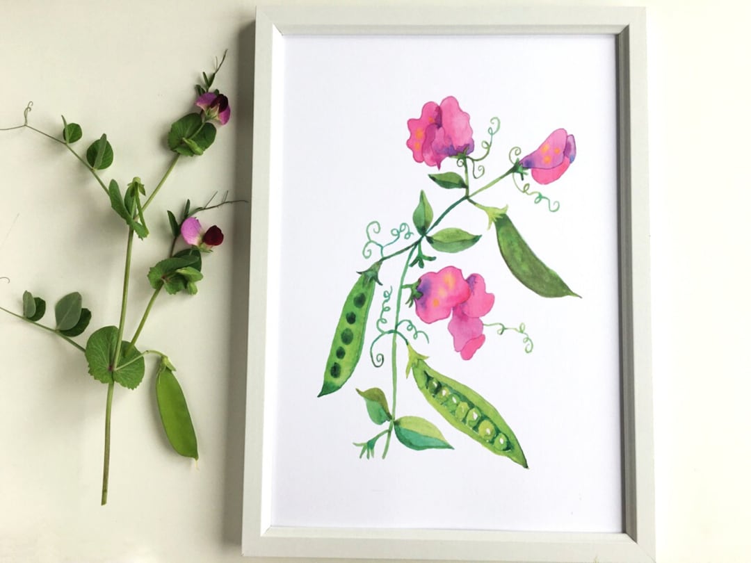 Sweet Pea Watercolour Art Print, Pea Pods Wall Art, Sweet Pea Poster ...