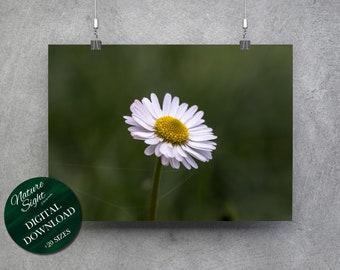 Daisy wall art | Etsy