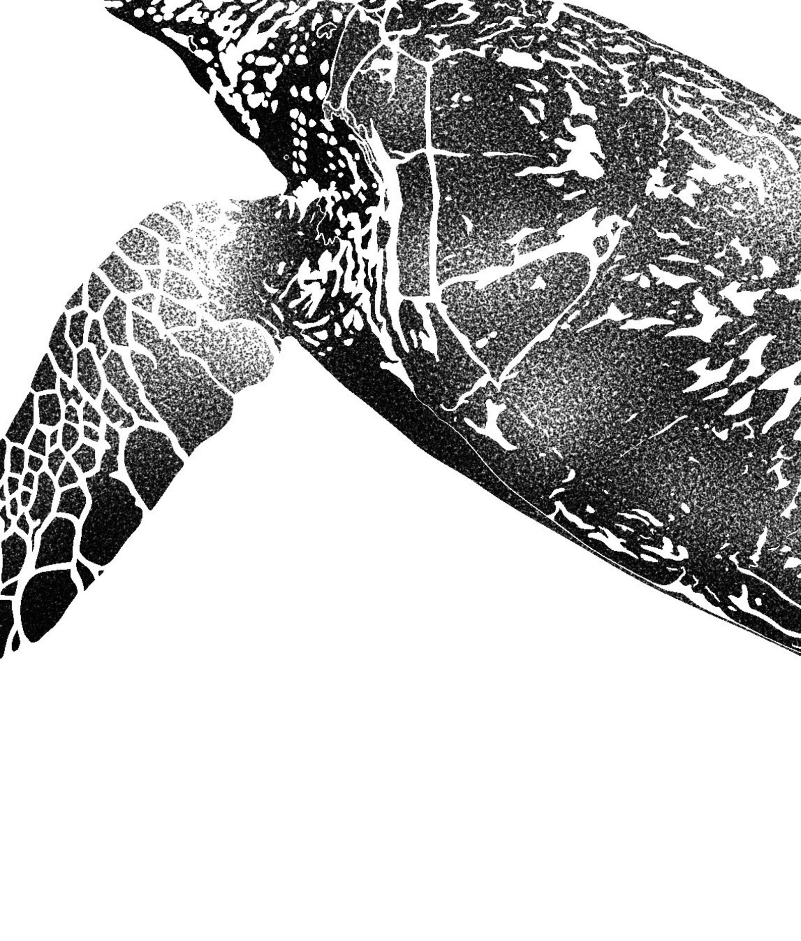 Turtle Art Print Ocean Decor Printable Wall Art Instant Download ...