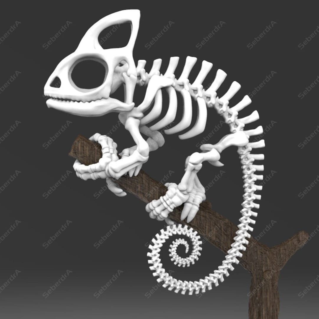 3D Model of Chameleon Skeleton STL for 3D Print - Etsy