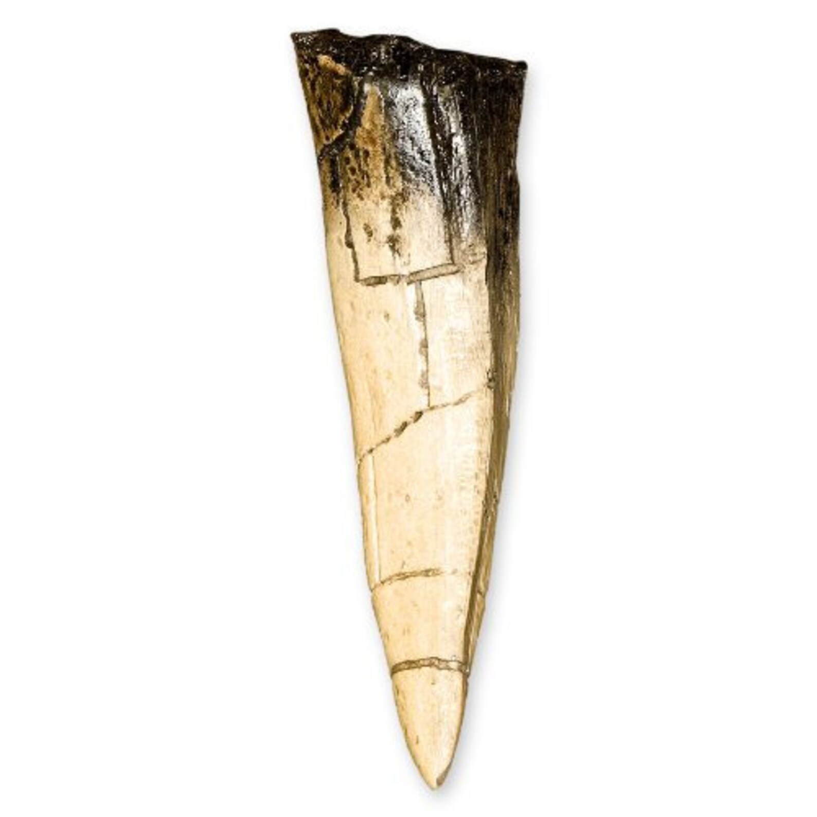 705 5 Inch T-REX Tooth Replica is an Exact Replica of a Fossil - Etsy