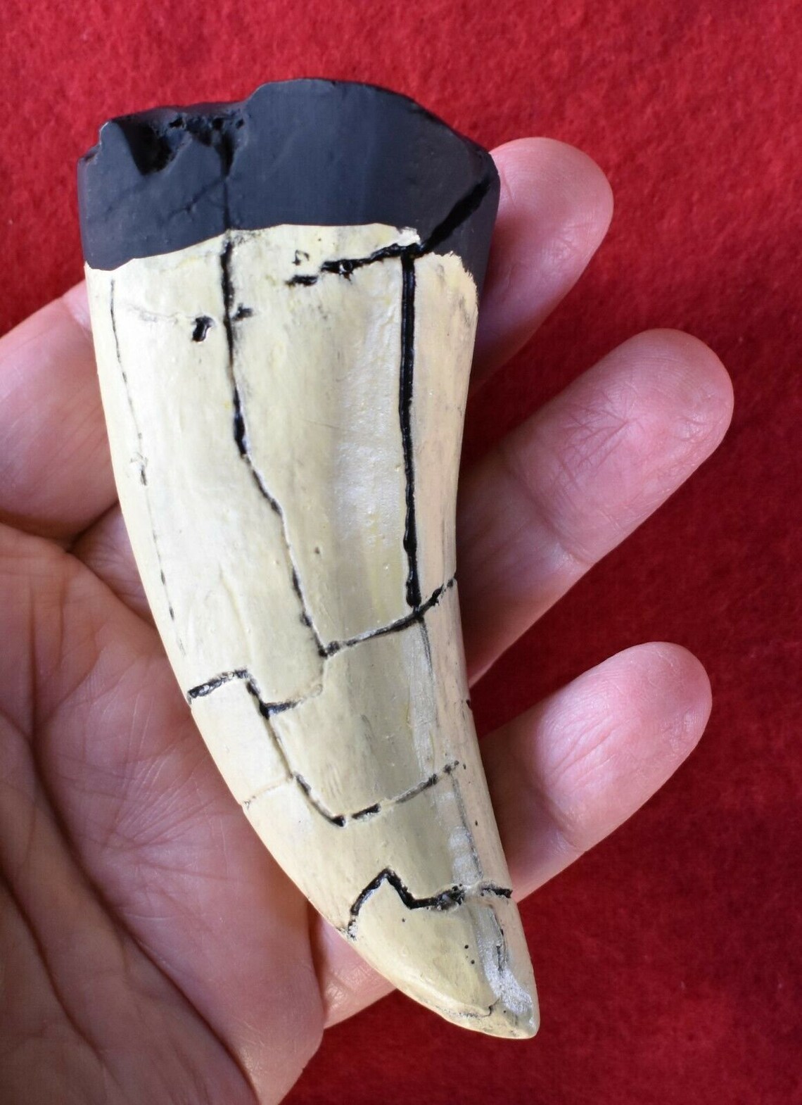 794 5.5 Inch TREX Tooth Replica looks so real one can only | Etsy