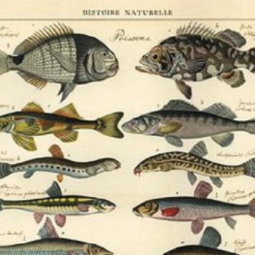 Cavallini Decorative Wrap Mineralogie - Etsy