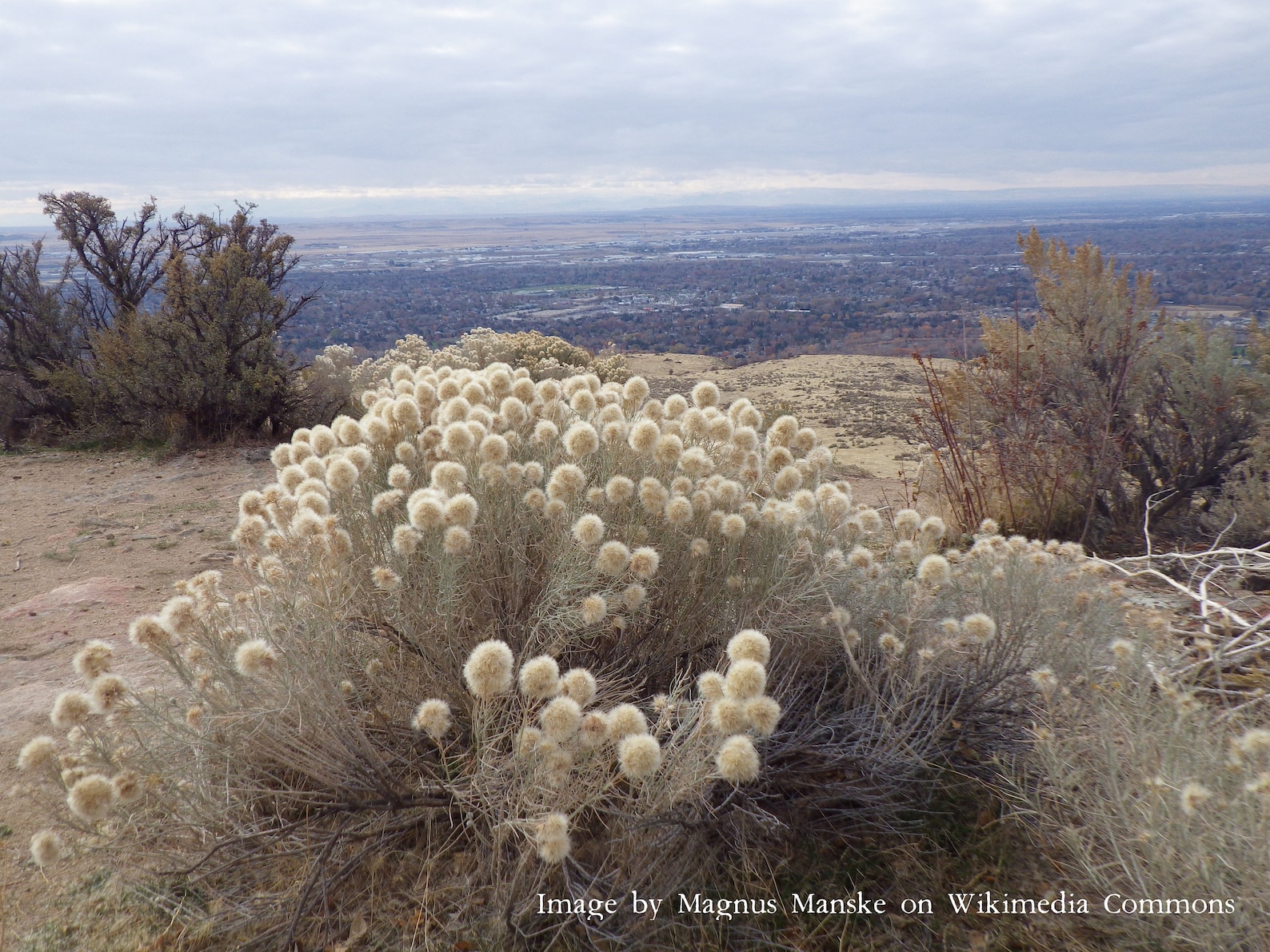 Rabbitbrush 100 Seeds ericameria Nauseosa AKA Chamisa or - Etsy