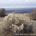 Rabbitbrush, 100 Seeds ericameria Nauseosa, AKA Chamisa, or Rubber ...