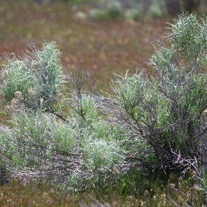 Rabbitbrush, 100 Seeds ericameria Nauseosa, AKA Chamisa, or Rubber ...