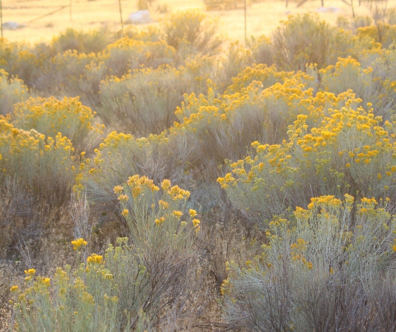 Rabbitbrush 100 Seeds ericameria Nauseosa AKA Chamisa or | Etsy