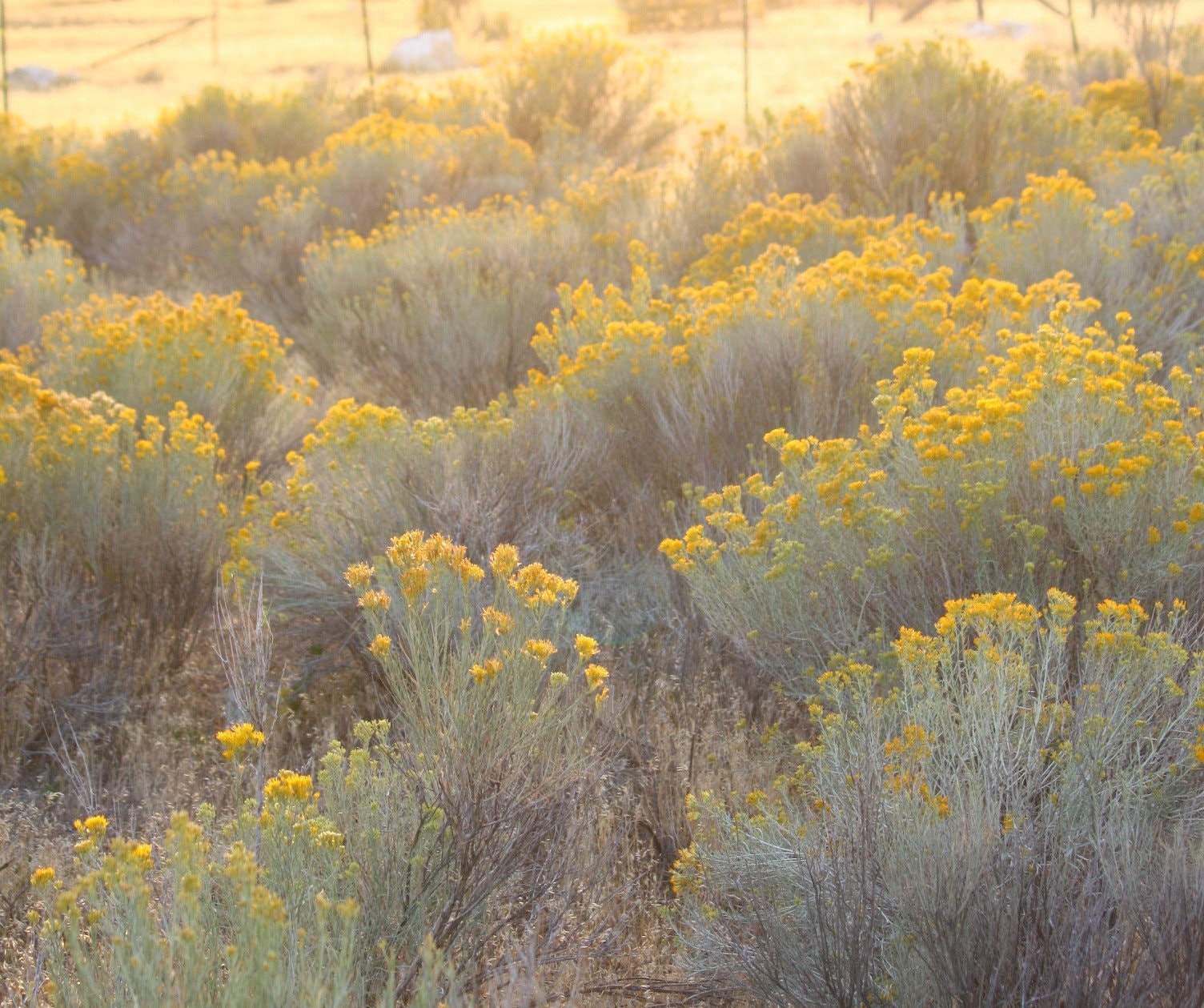 Rabbitbrush 100 Seeds ericameria Nauseosa AKA Chamisa or - Etsy