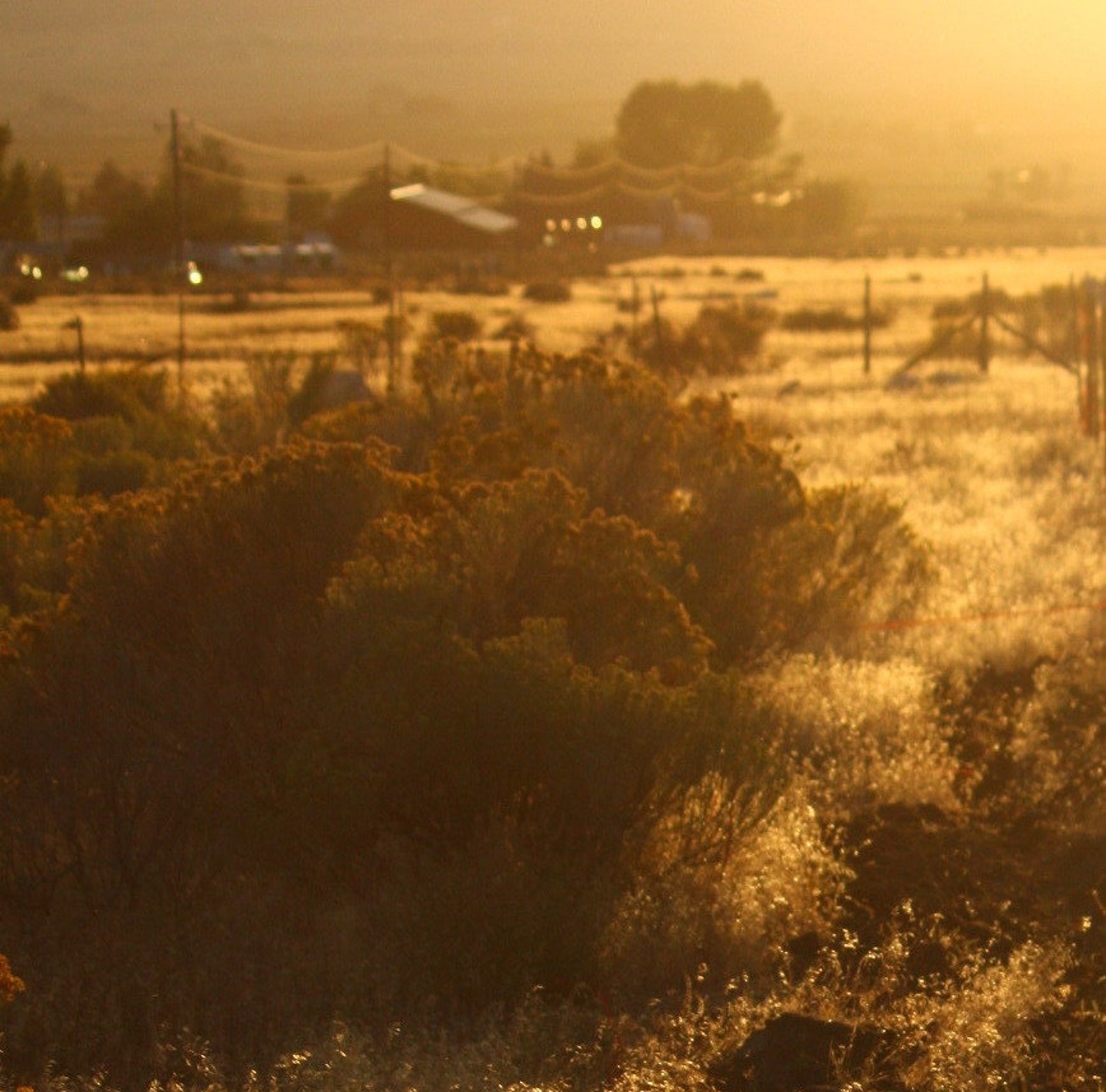 Rabbitbrush 100 Seeds ericameria Nauseosa AKA Chamisa or - Etsy