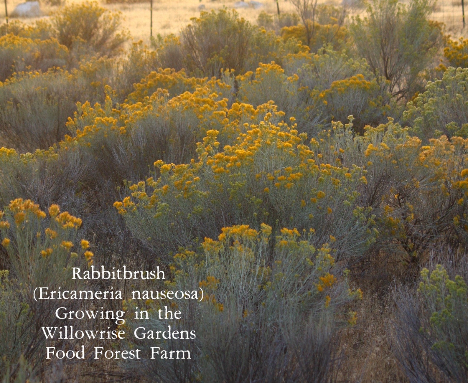Rabbitbrush 100 Seeds ericameria Nauseosa AKA Chamisa or - Etsy