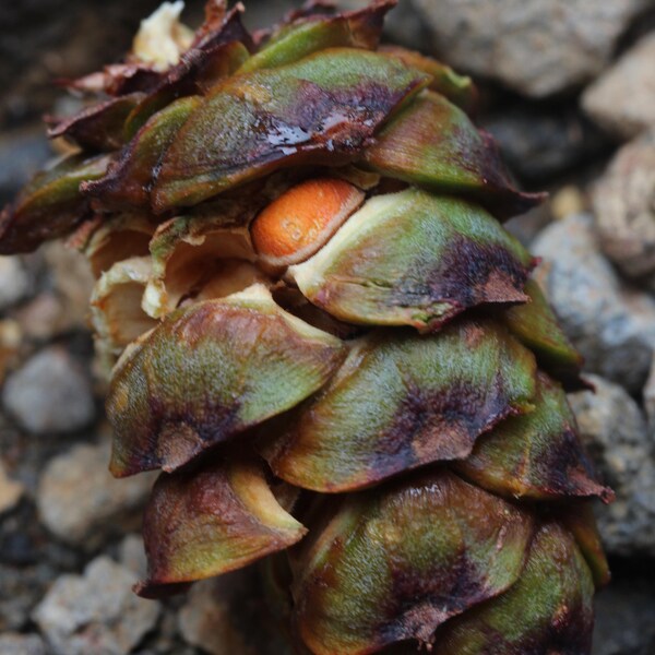 Pine Tree Seeds - Etsy