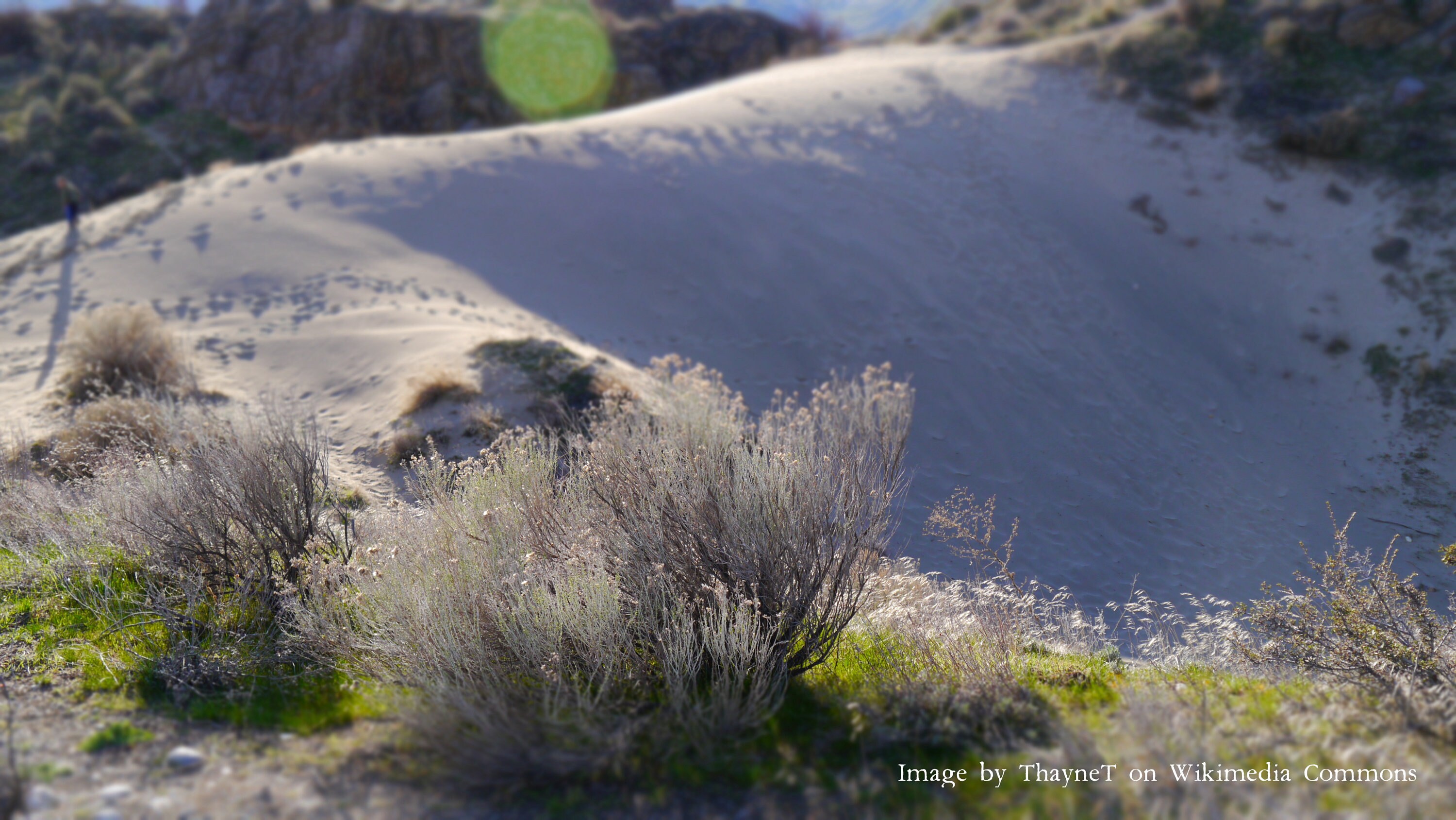 Rabbitbrush 100 Seeds ericameria Nauseosa AKA Chamisa or - Etsy