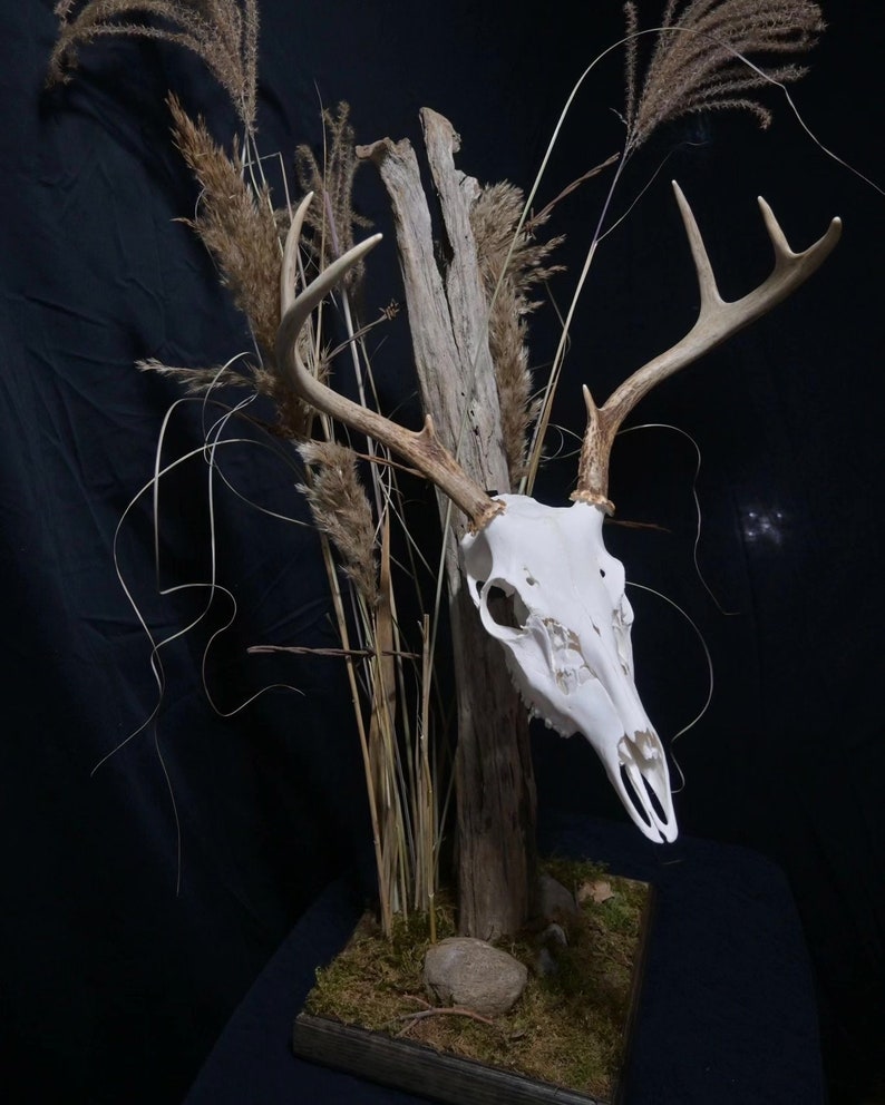 European Deer Skull Mount - Etsy