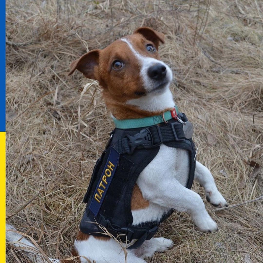 Ukrainian Animals Ukrainian Store Ukrainian Army Peace for Ukraine ...