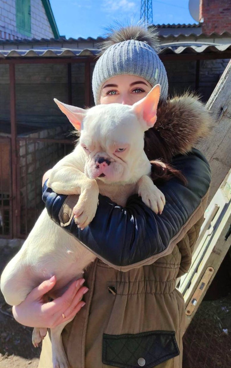 Ukraine Digital Ukrainian Animals Ukraine Peace for - Etsy