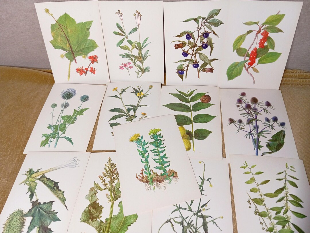 Vintage Floral Postcards, Herb Post Ards, 32 Medical Herb Pictures ...