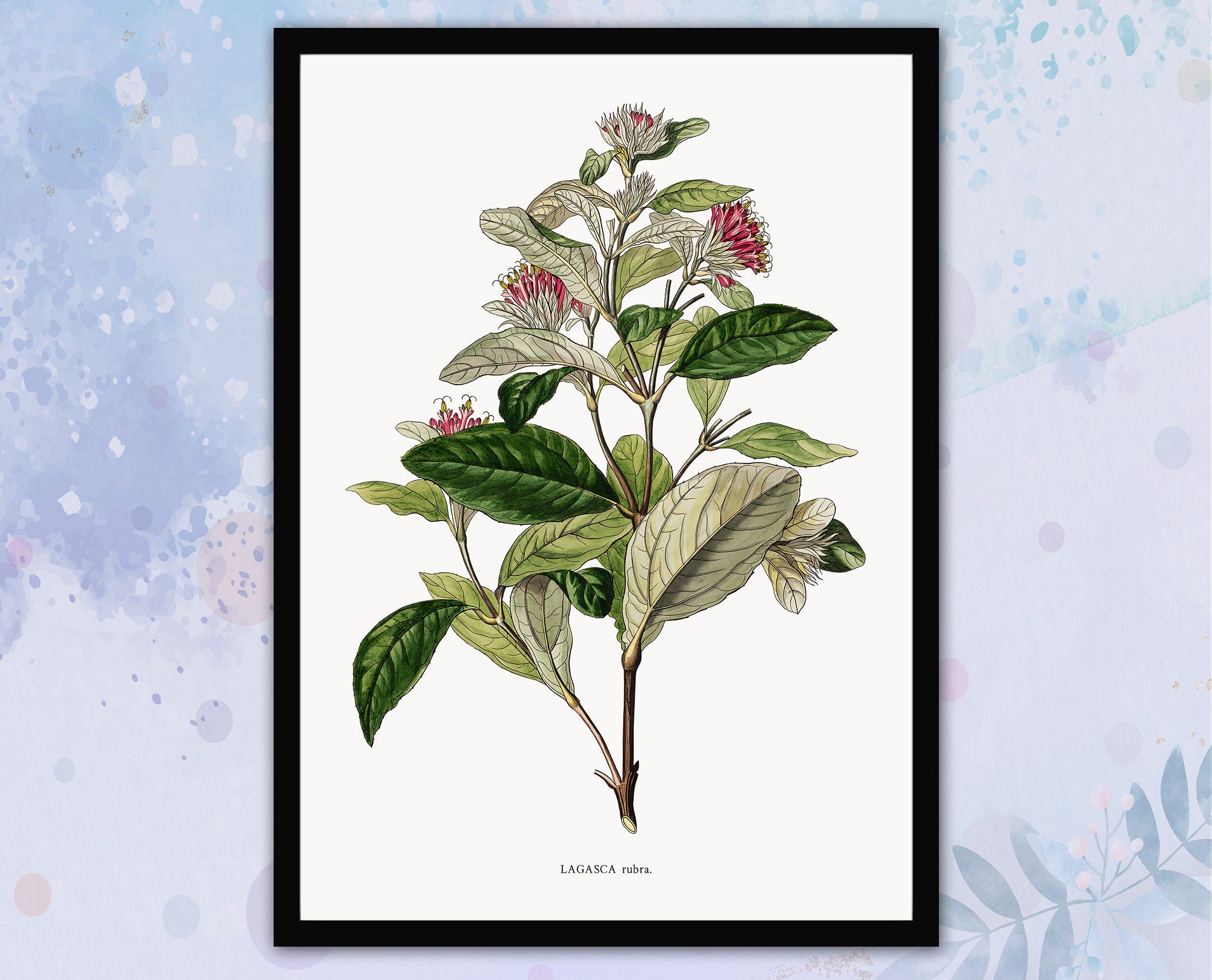 Set of 6 Vintage Botanical Prints. Botanic Wall Art. Botanical | Etsy