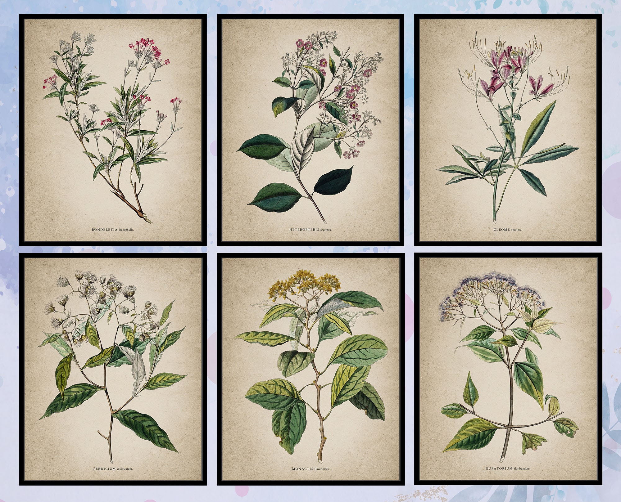Set of 6 Vintage Botanical Prints Wall Art. Botanical | Etsy