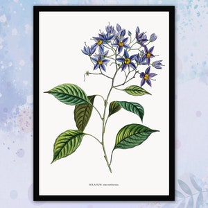 Set of 6 Vintage Botanical Prints. Botanic Wall Art. Botanical Poster ...