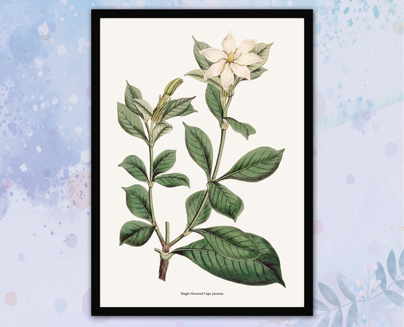 Set of 6 Vintage Botanical Prints Wall Art. Botanical Poster. | Etsy