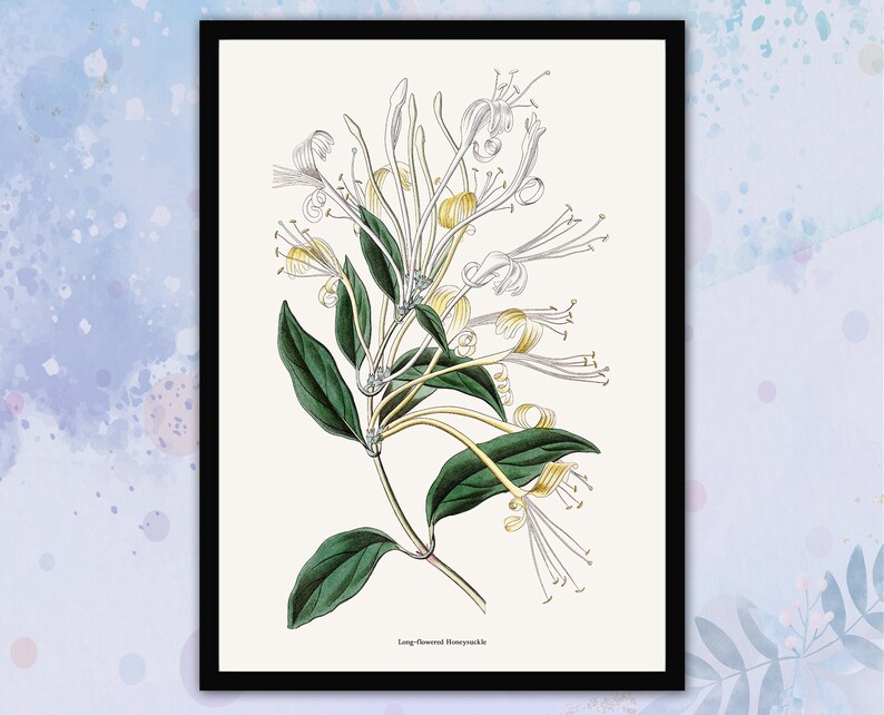 Set of 6 Vintage Botanical Prints Wall Art. Botanical Poster. | Etsy