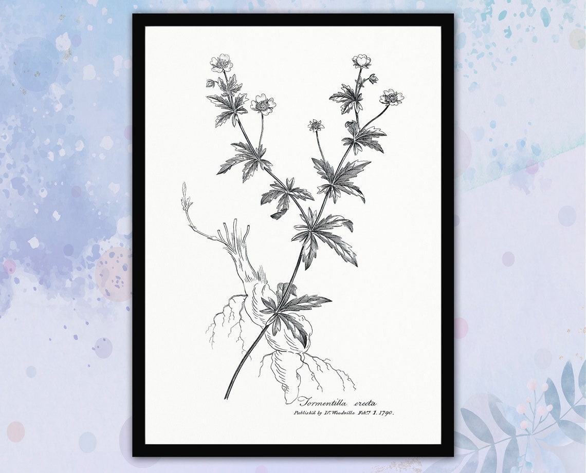 Set of 6 Vintage Botanical Wall Art. Botanical Study Prints. - Etsy