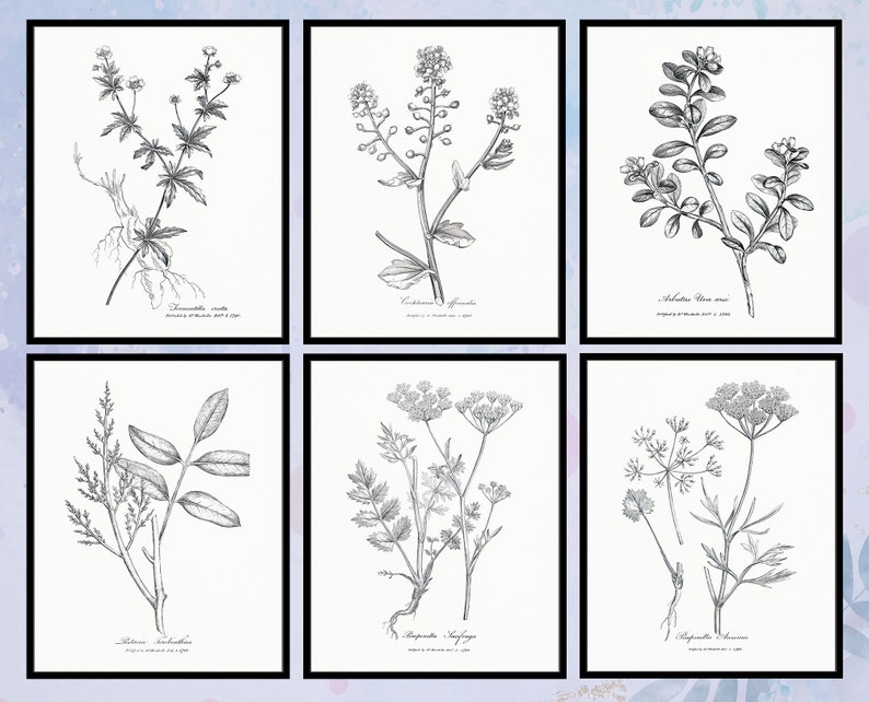 Set of 6 Vintage Botanical Wall Art. Botanical Study Prints. - Etsy