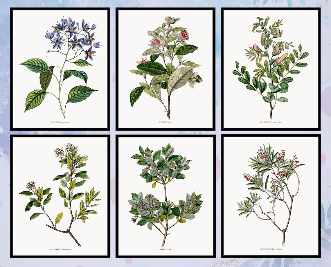 Set of 6 Vintage Botanical Prints. Botanic Wall Art. Botanical | Etsy