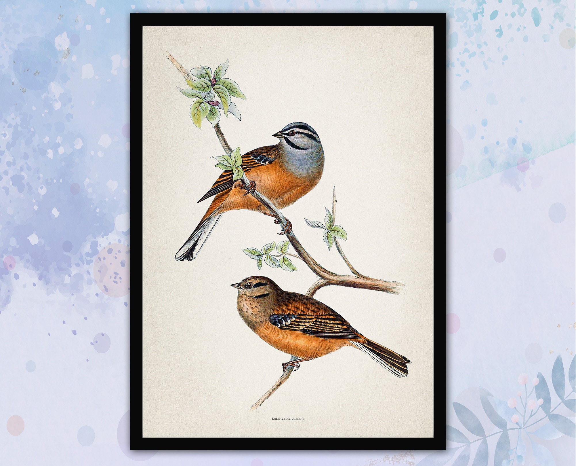 Set of 6 Bird Printable Vintage Bird Illustration Bird Art - Etsy