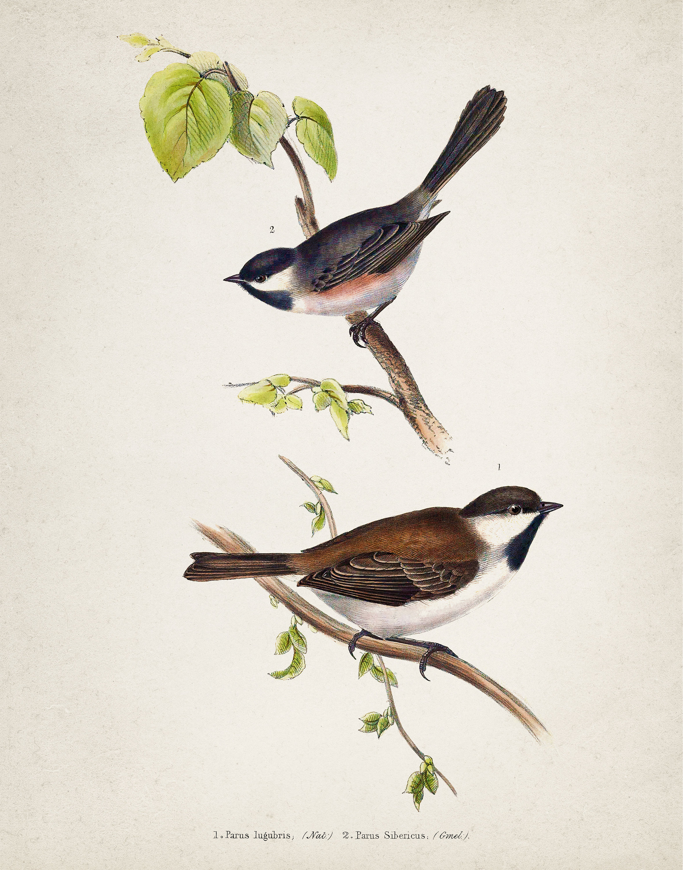 Set of 6 Bird Printable Vintage Bird Illustration Bird Art - Etsy