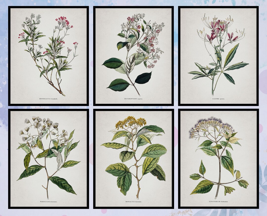 Set of 6 Vintage Botanical Prints Wall Art. Botanical Poster. Botanical ...
